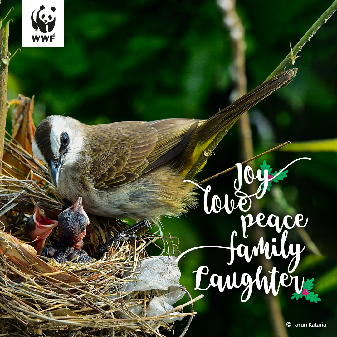 Send Free e-Cards with WWF Wildcards | WWF-Singapore